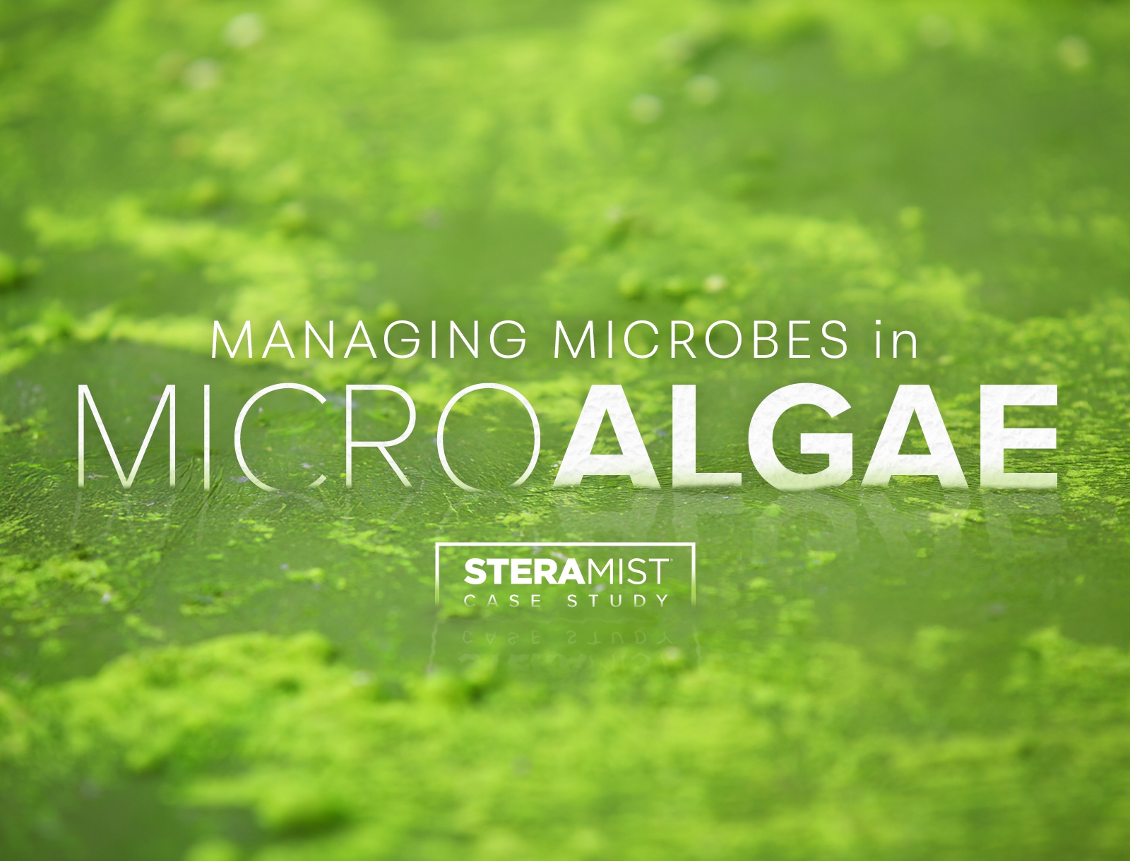 Contamination Challenges in Commercial Algae - SteraMist